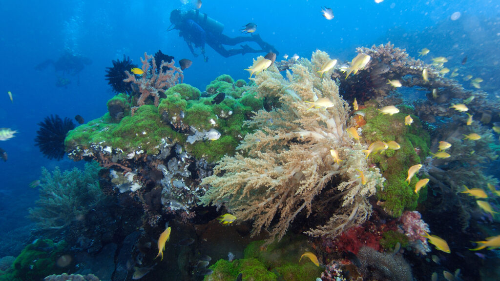 The Most Beautiful Coral Reefs in the World