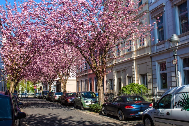 Flowers In Europe: The Best Blossoms And Blooms To See In Spring