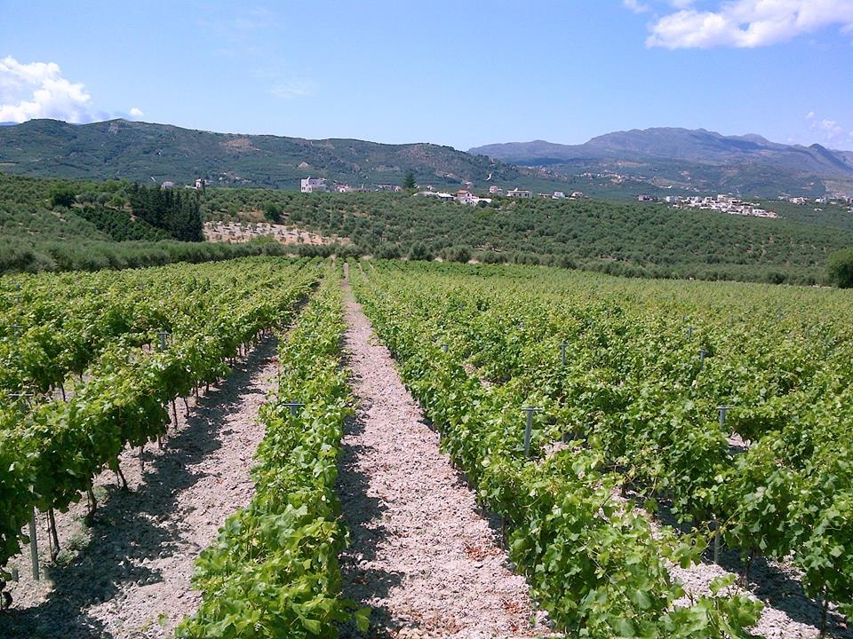The Best Wineries To Visit in Crete