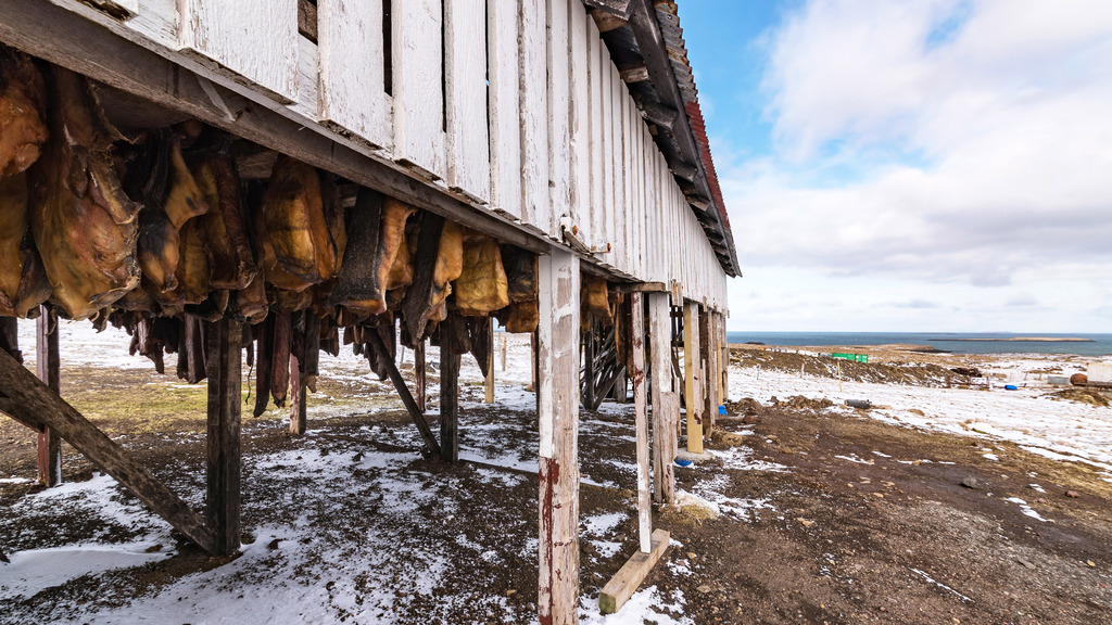 Hákarl: How Fermented Shark Became Iceland's National Dish