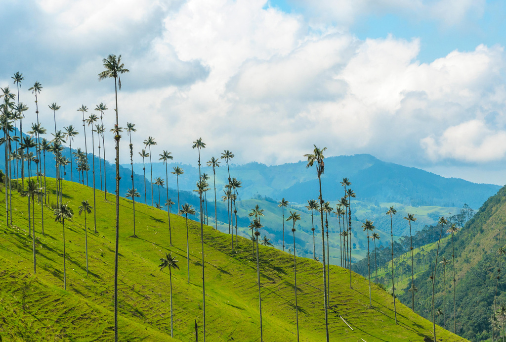 The Ultimate Guide to Hiking the Cocora Valley