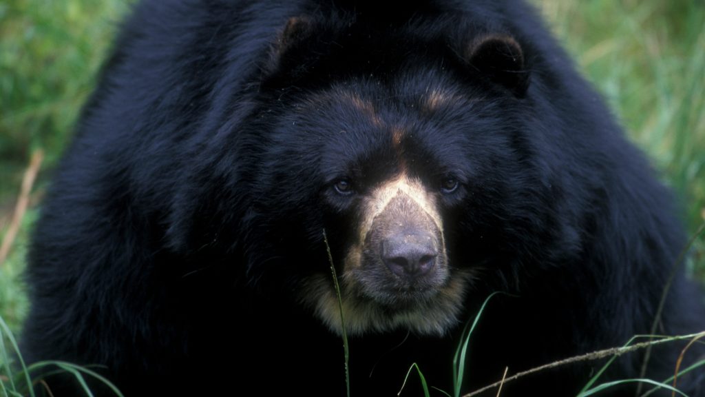 Awesome Native Animals From Colombia You Need to Know