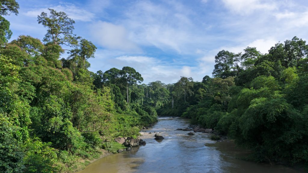 Visiting the Borneo Rainforest: All You Need to Know