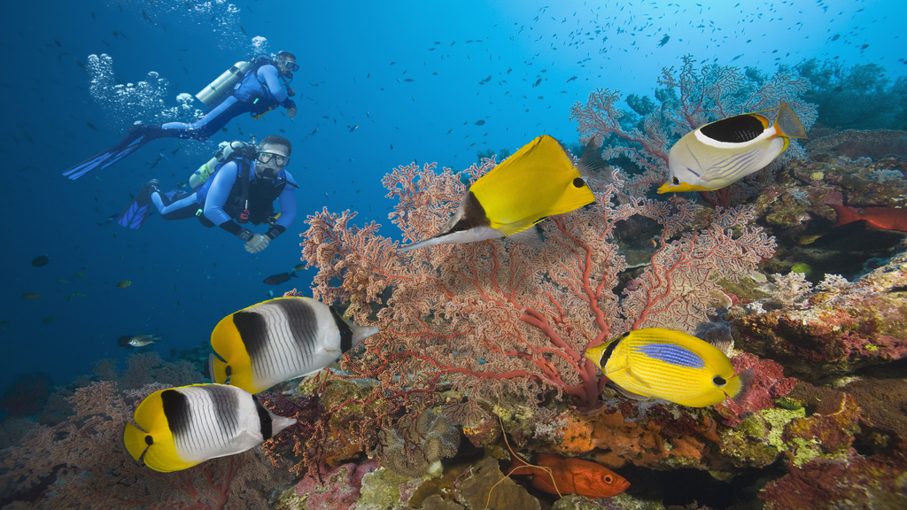 The Best Pacific Islands for Scuba Diving